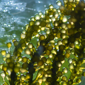 Jacobi Resins | Ion Exchange Resins | Industry Leading Provider